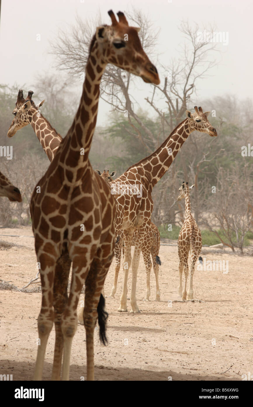 Giraffe Sir Bani Yas Island private game reserve in the persian gulf ...