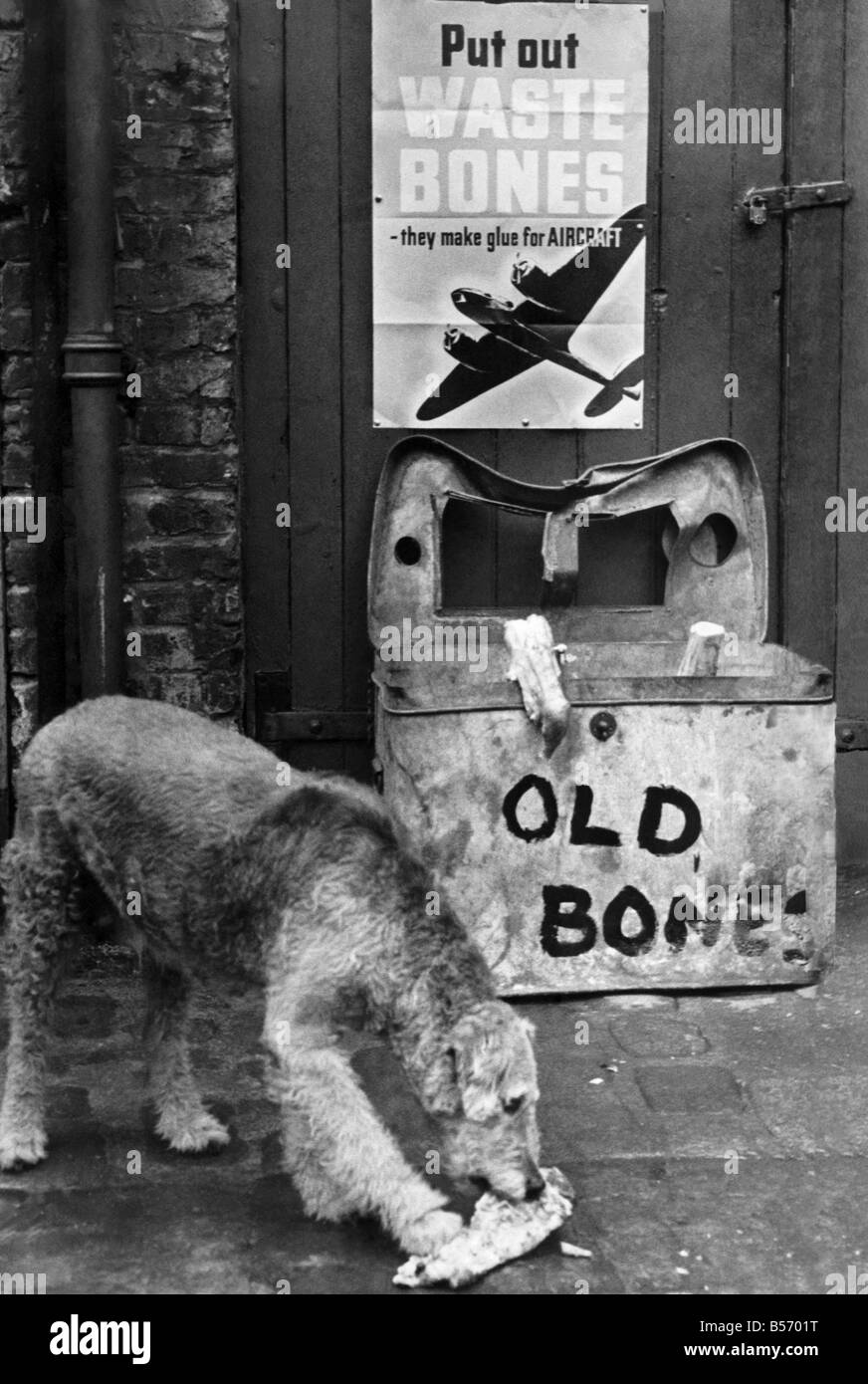 War on waste: This cannie friend donates his bone to the waste basket ...