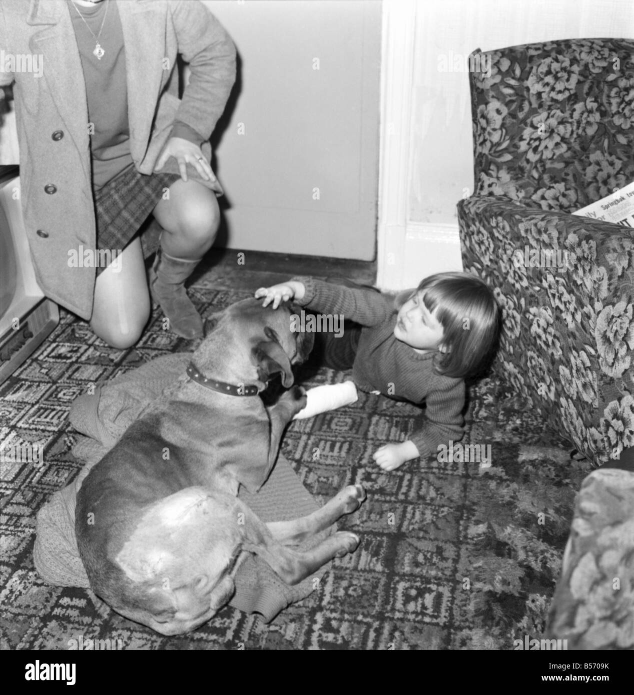 Toby the playful boxer dog content to receive sympathetic attention ...