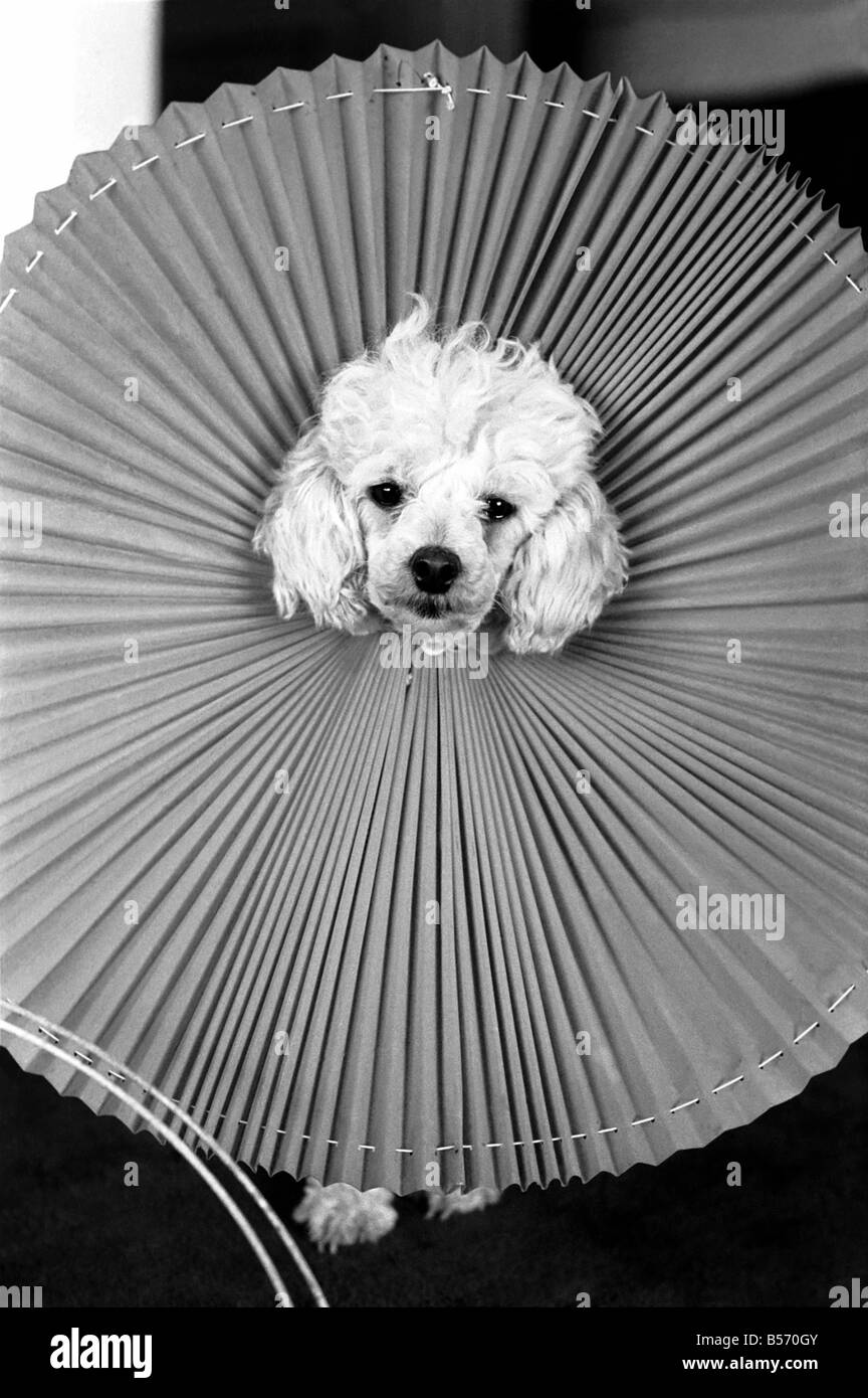 Playful poodle 'Florin' has a new toy, an old pleated plastic lampshade ...