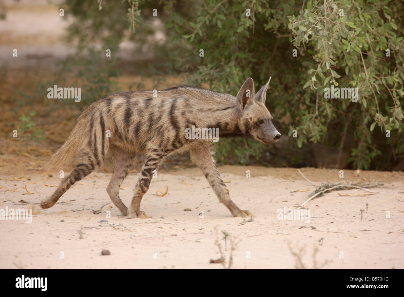hyena Sir Bani Yas Island private game reserve in the persian gulf near ...