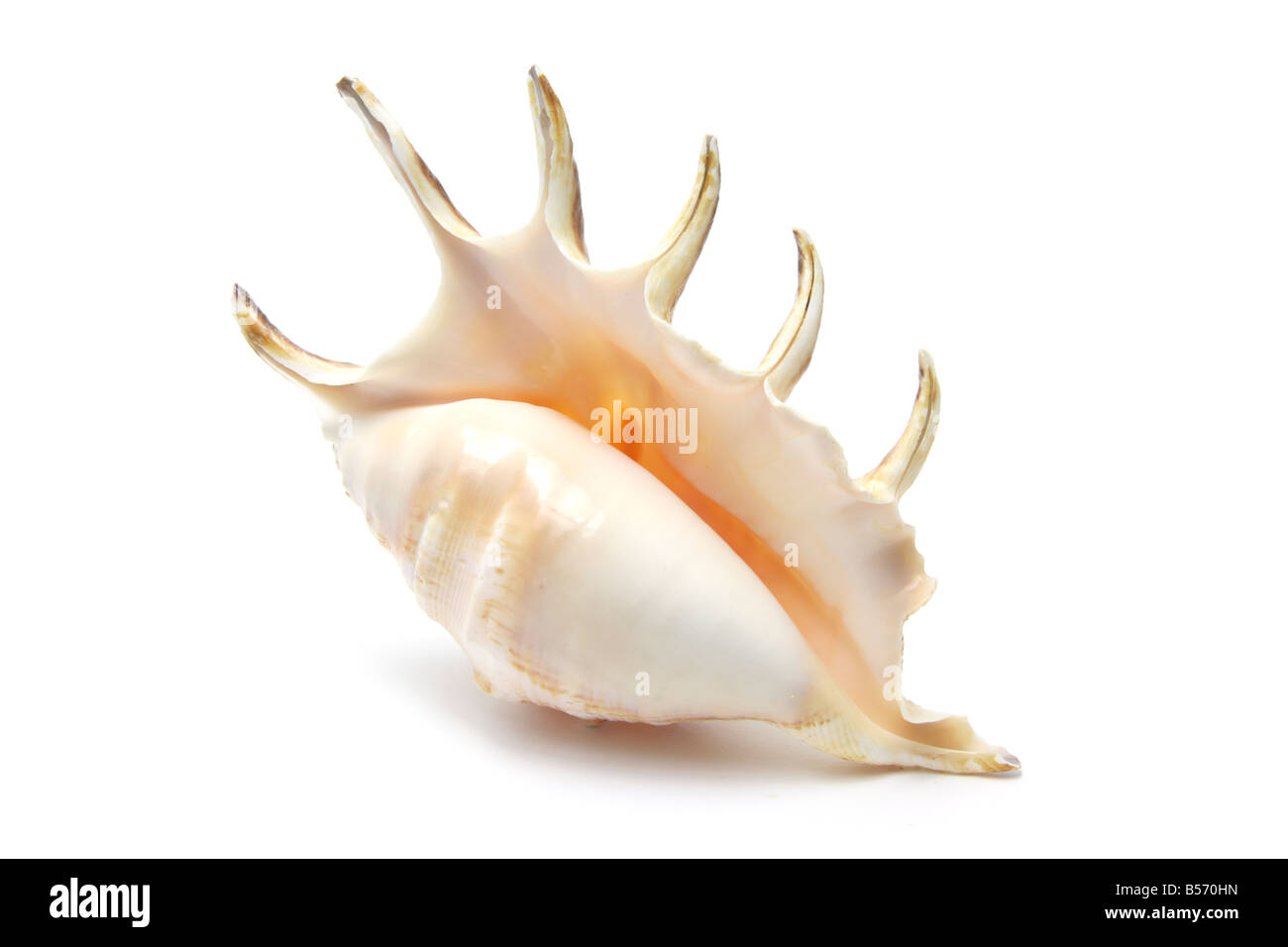 Spider Conch Seashell Stock Photo - Alamy