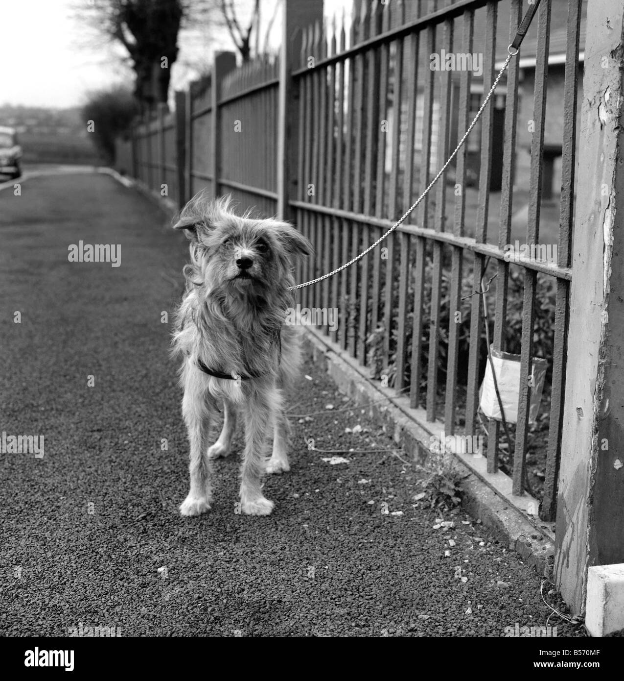 Pdsa dog hi-res stock photography and images - Alamy