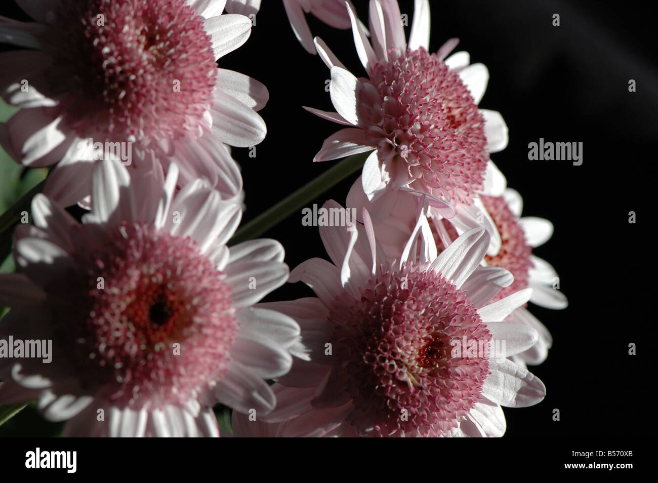 Some anemone Chrysanthemum Stock Photo - Alamy