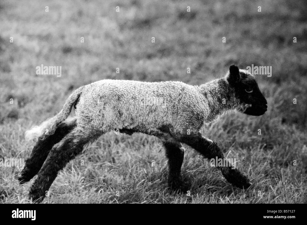 Rural scenes in kent Black and White Stock Photos & Images - Alamy
