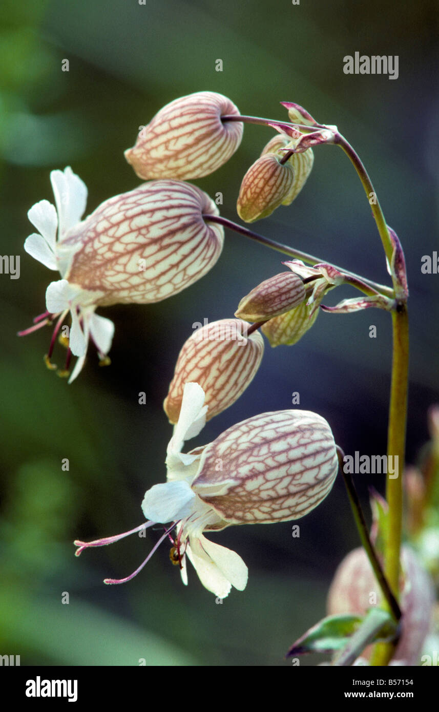 Bladder campion flowering hi-res stock photography and images - Alamy