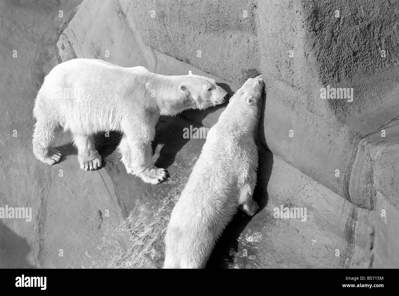 Pipaluk hi-res stock photography and images - Alamy