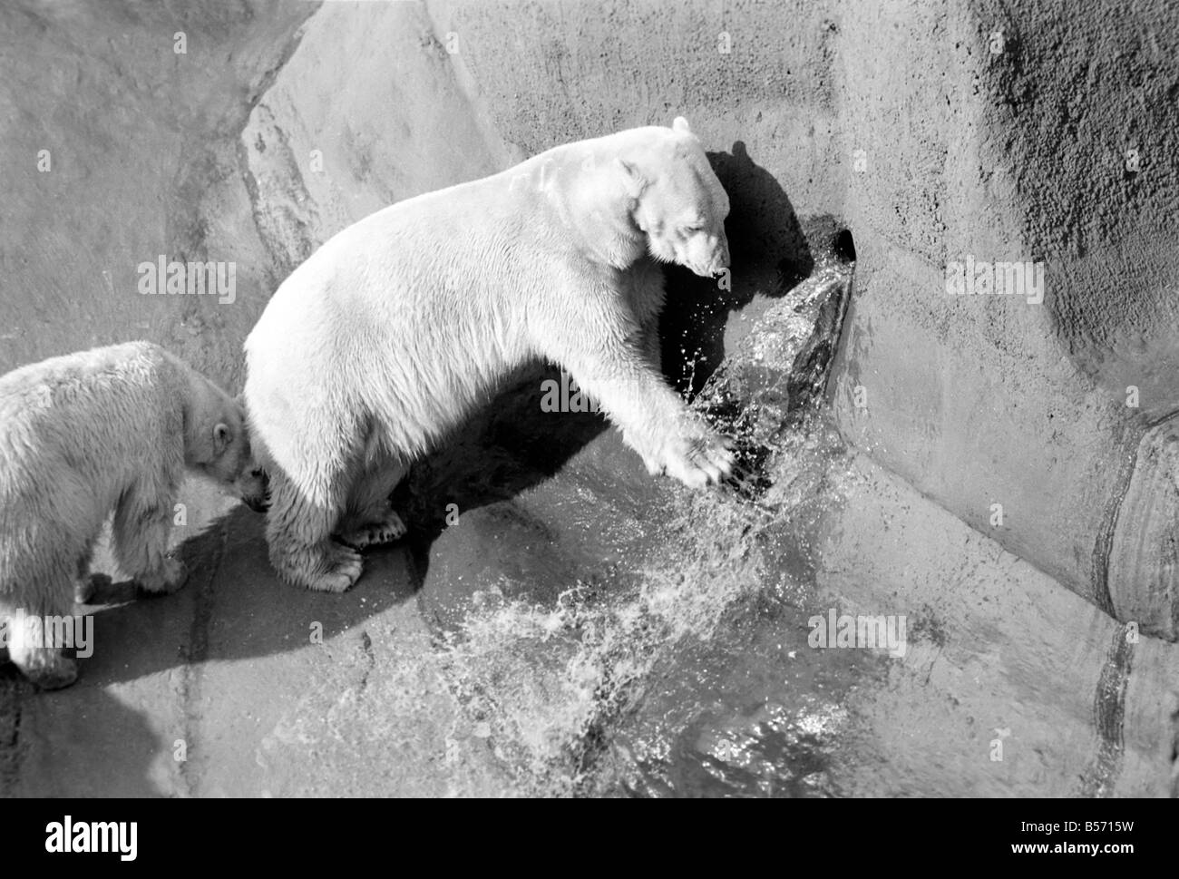 Pipaluk hi-res stock photography and images - Alamy