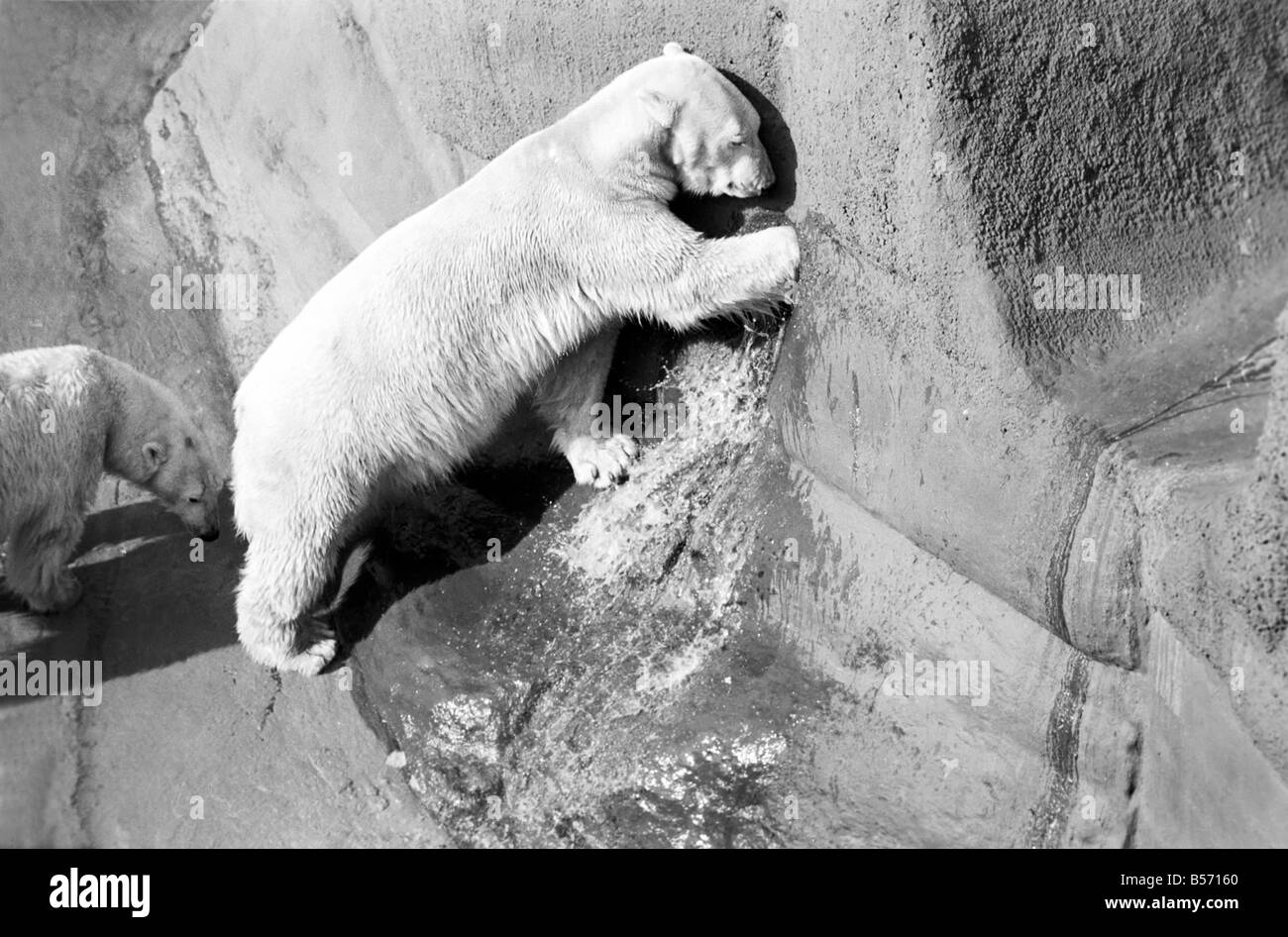 Pipaluk hi-res stock photography and images - Alamy