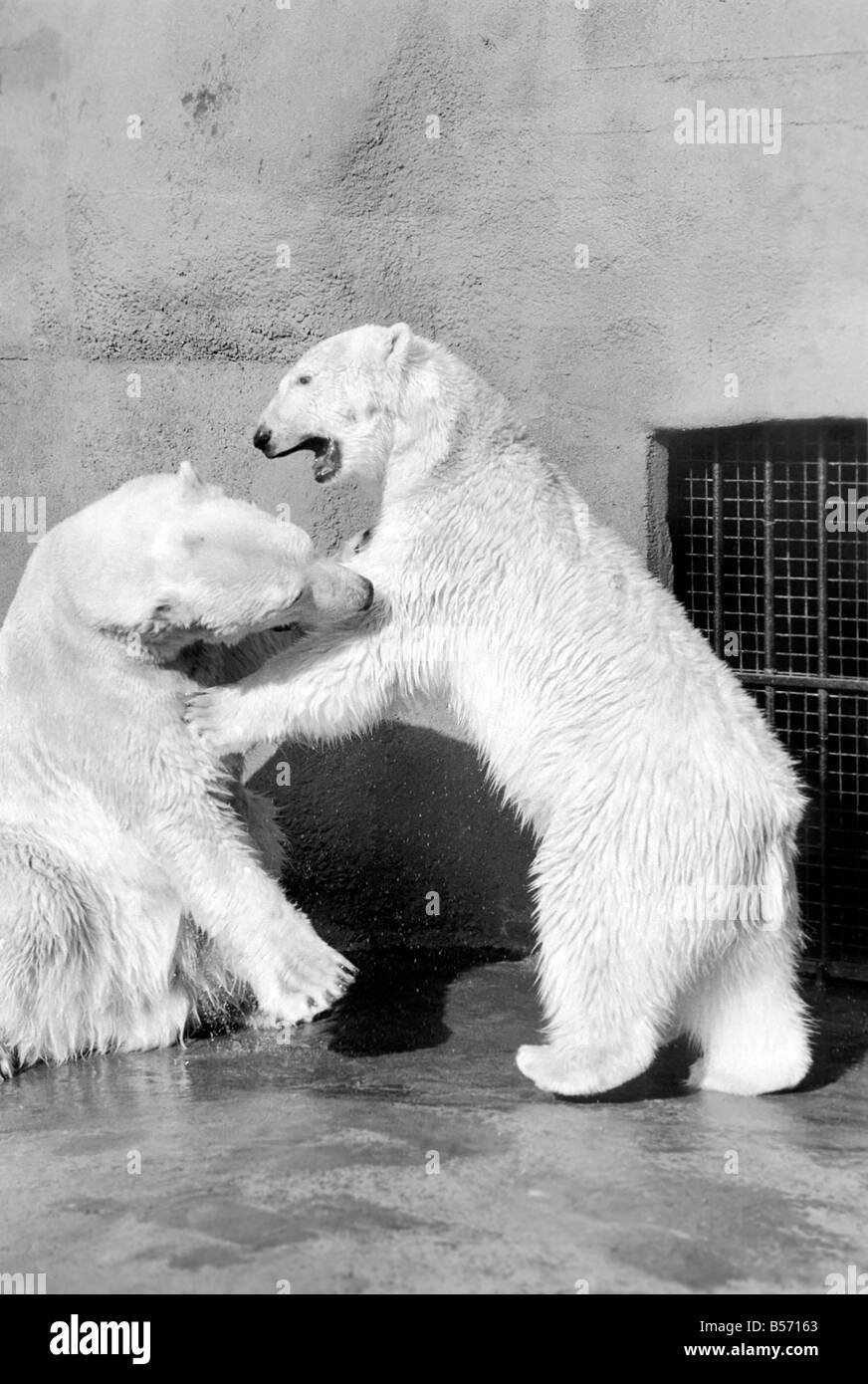 Pipaluk hi-res stock photography and images - Alamy