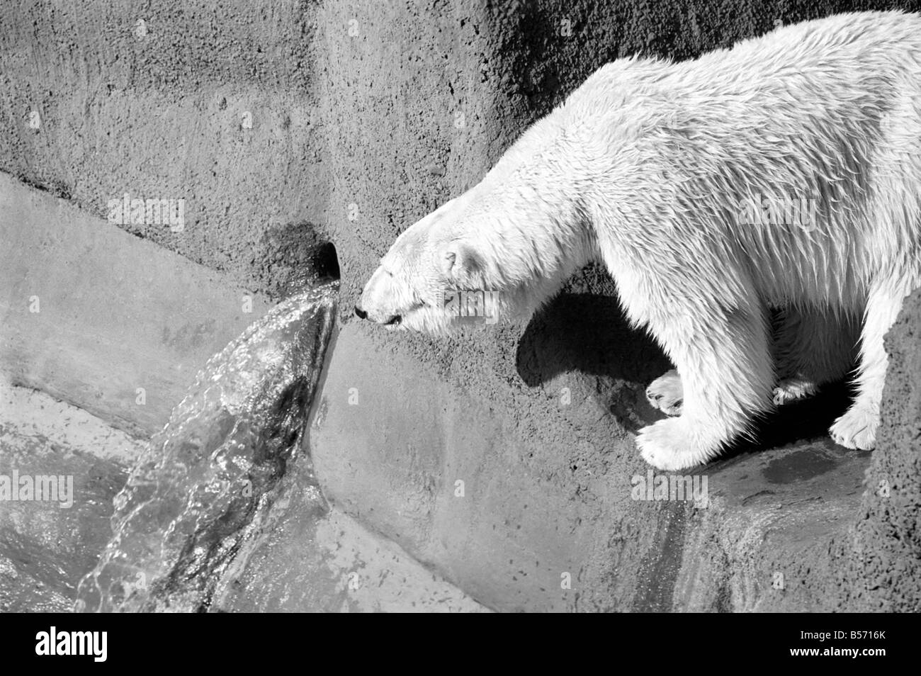 Pipaluk hi-res stock photography and images - Alamy