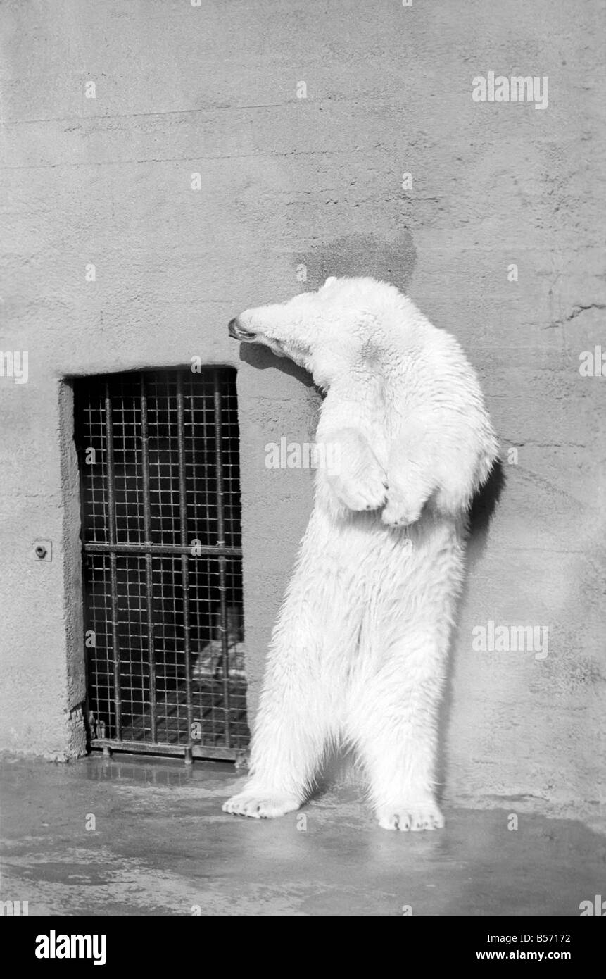 Pipaluk hi-res stock photography and images - Alamy