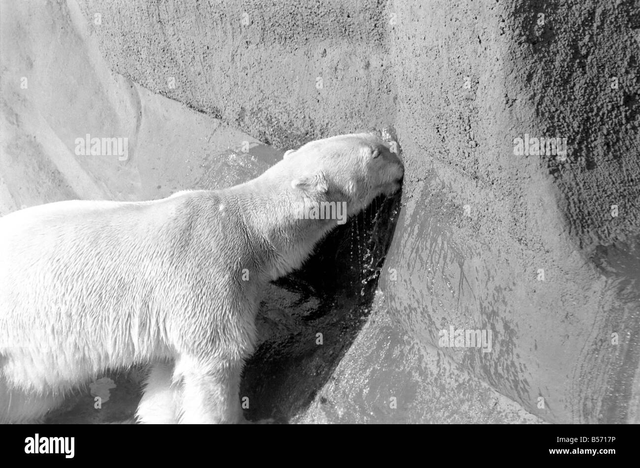 Pipaluk hi-res stock photography and images - Alamy