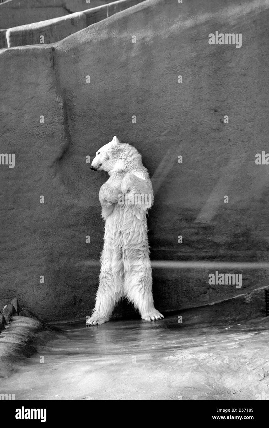 Pipaluk hi-res stock photography and images - Alamy