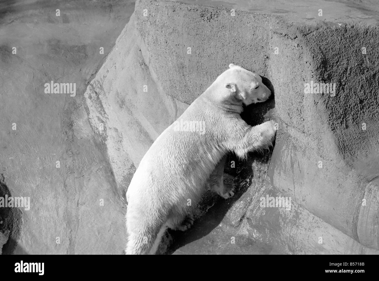 Polar bear "Pipaluk" in his pen at London Zoo February 1975 75-01007 ...