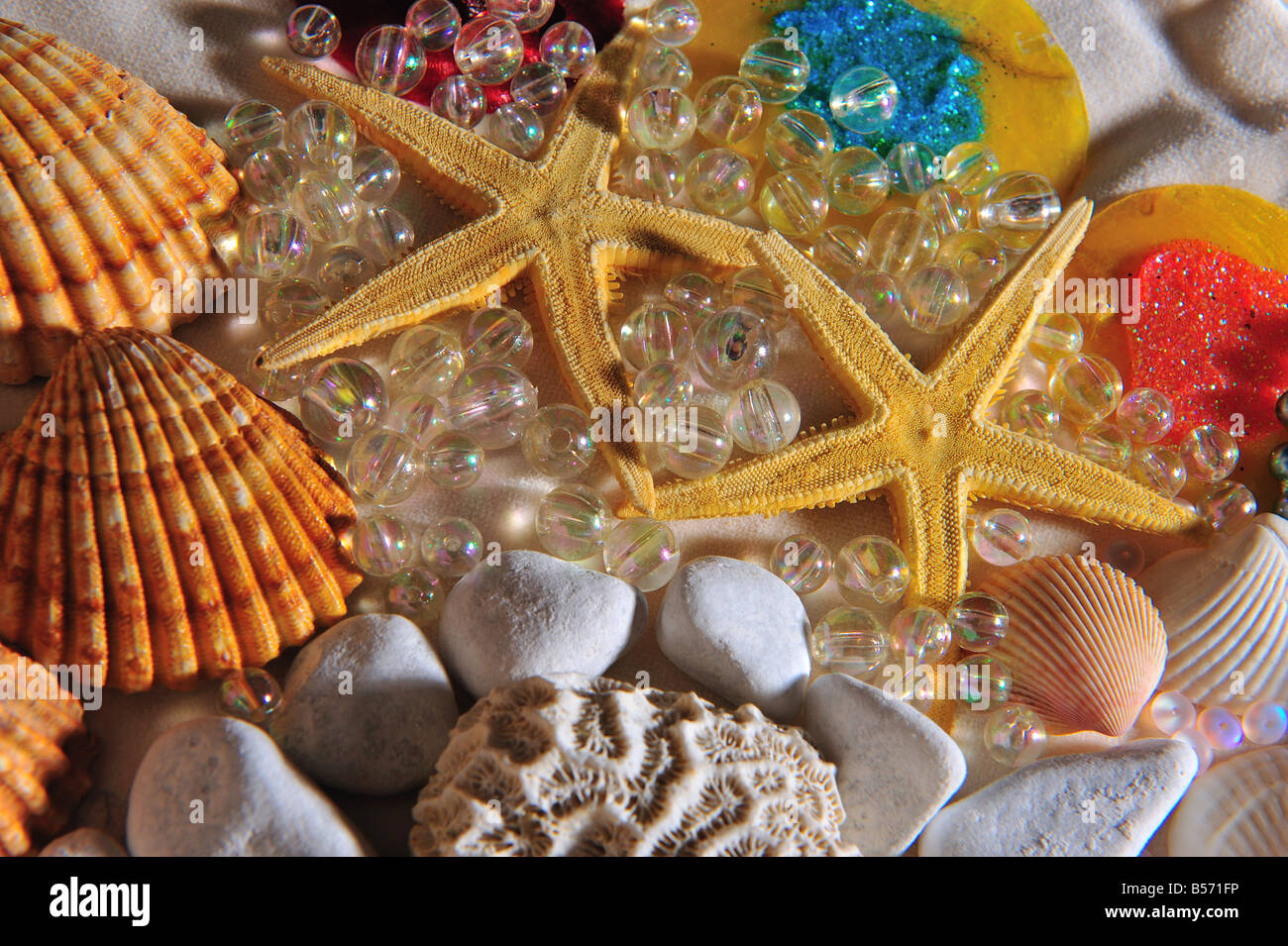 stil life, still life of assorted seashells Stock Photo - Alamy