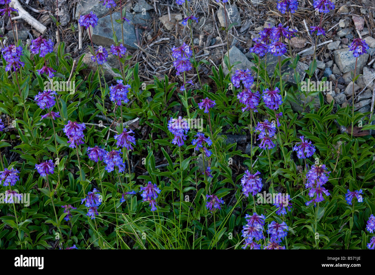 Cascade Penstemon Penstemon serrulatus Mount Rainier Cascade Mountains ...