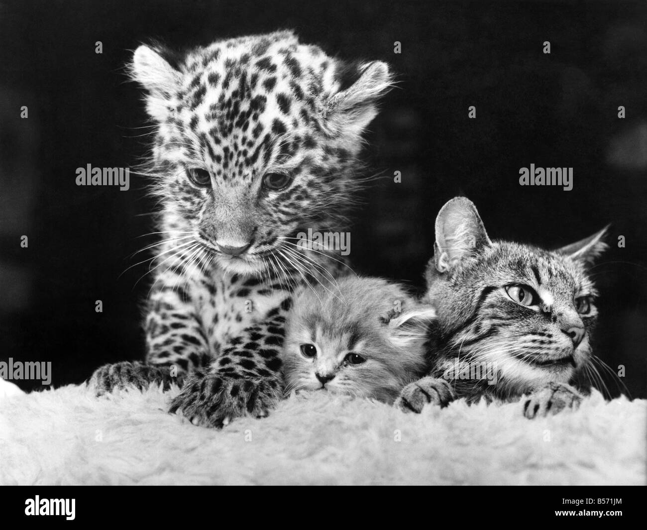 A Jaguar cub with a cat and young fluffy kitten. July 1979 P004053 ...