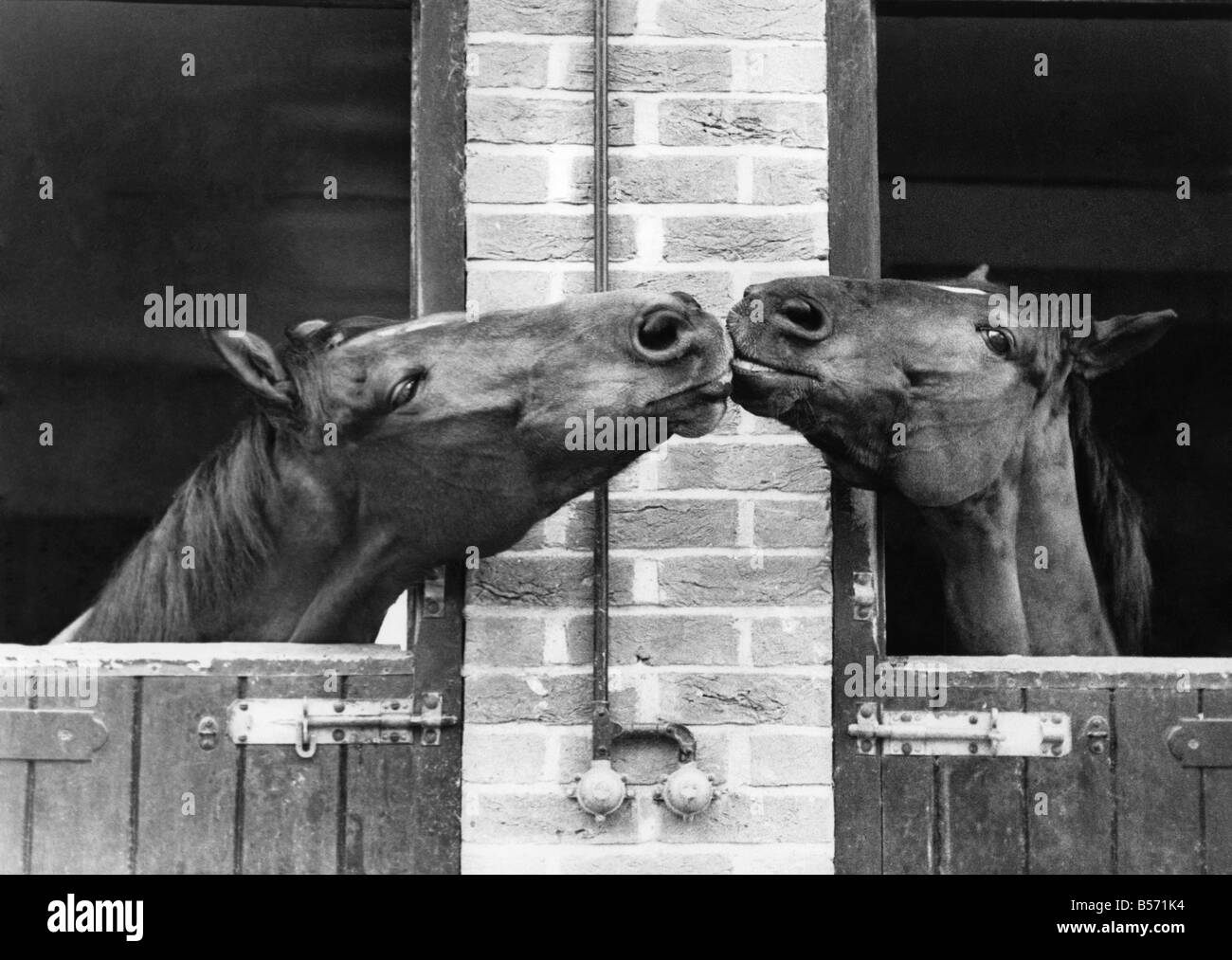 Horse stables 1960s hi-res stock photography and images - Alamy