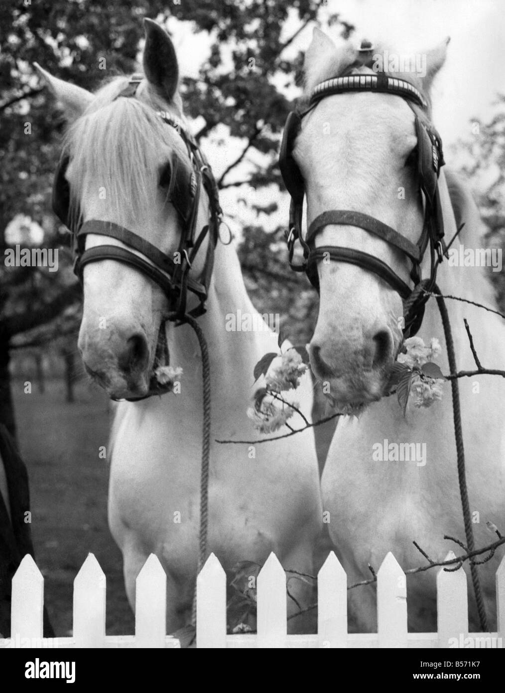 Whitbread horse hi-res stock photography and images - Alamy