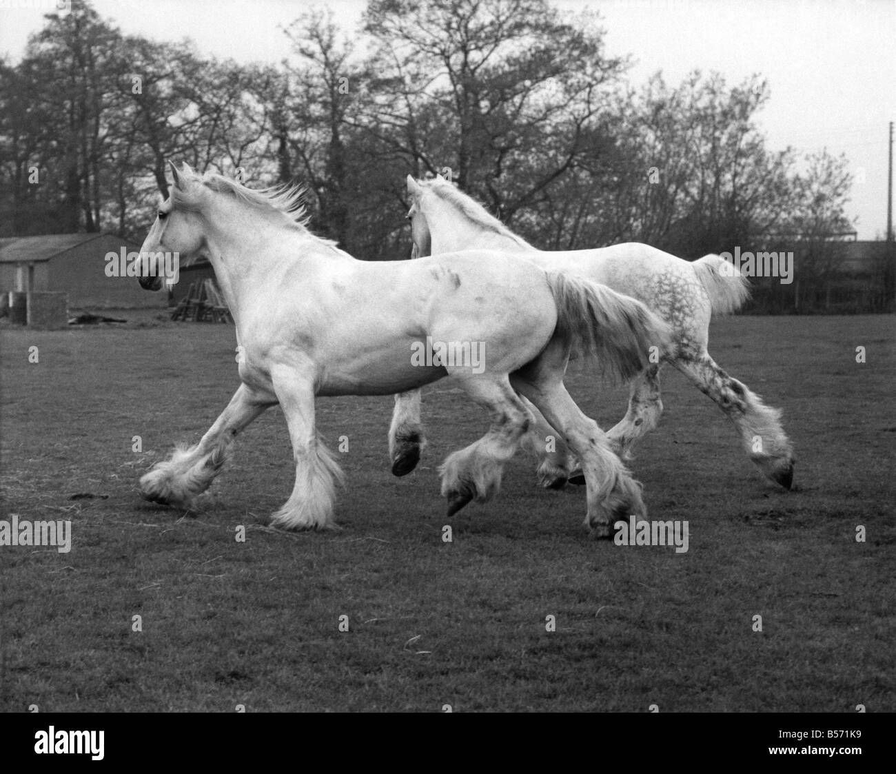 Pride 13 Black and White Stock Photos & Images - Alamy