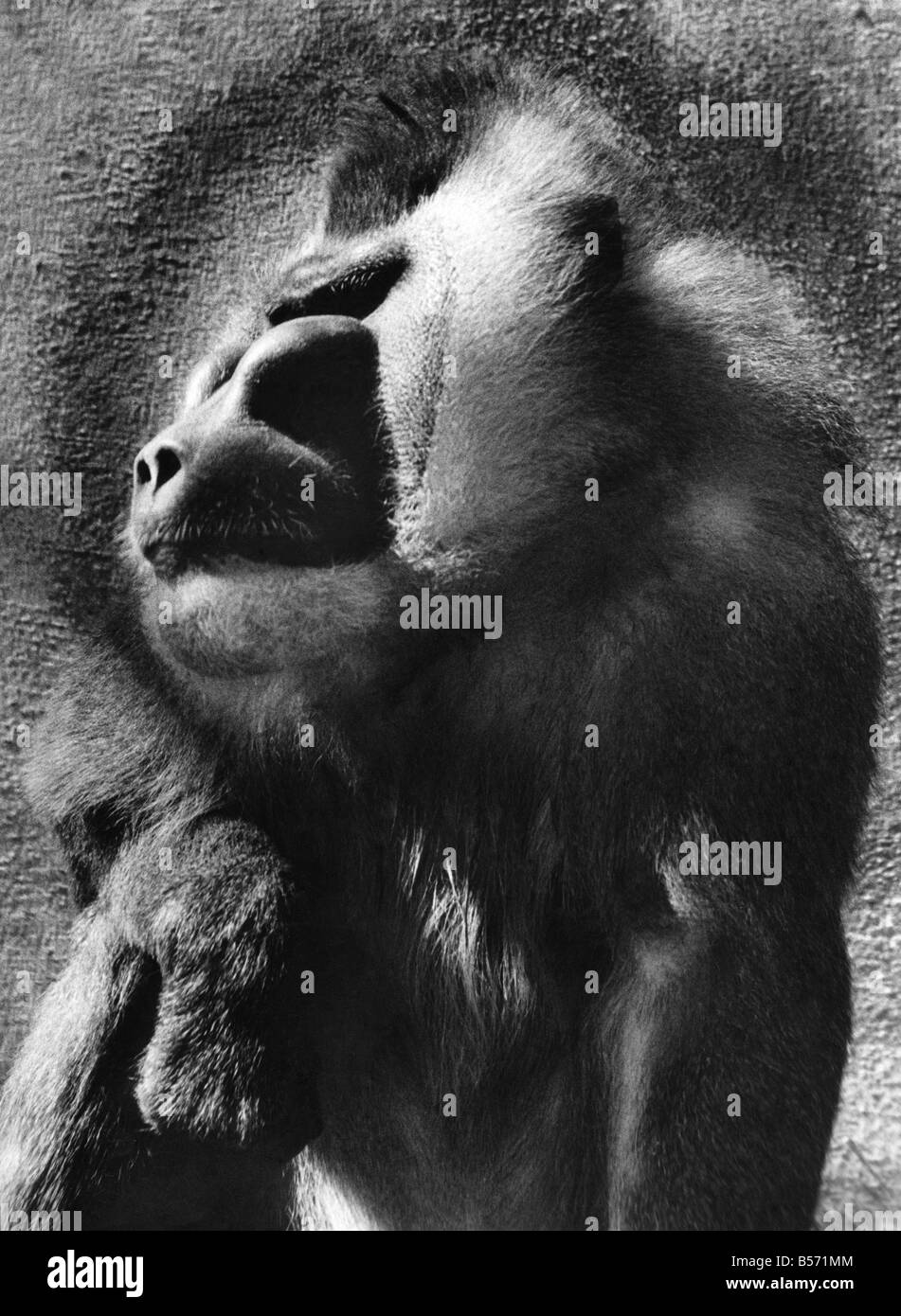 Portrait of a drill monkey of West Africa showing his horned face and ...