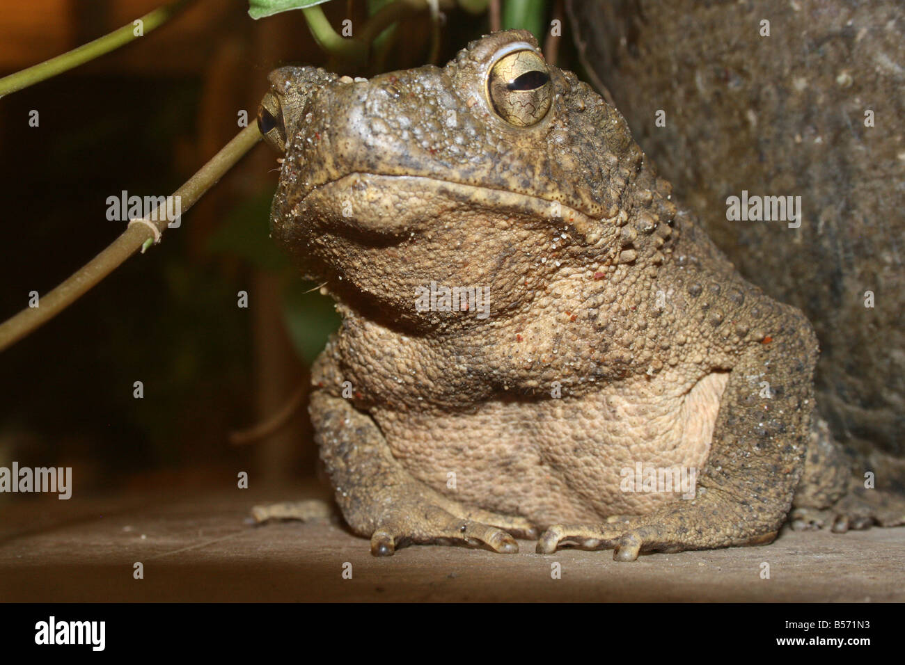 Toad of thailand hi-res stock photography and images - Alamy