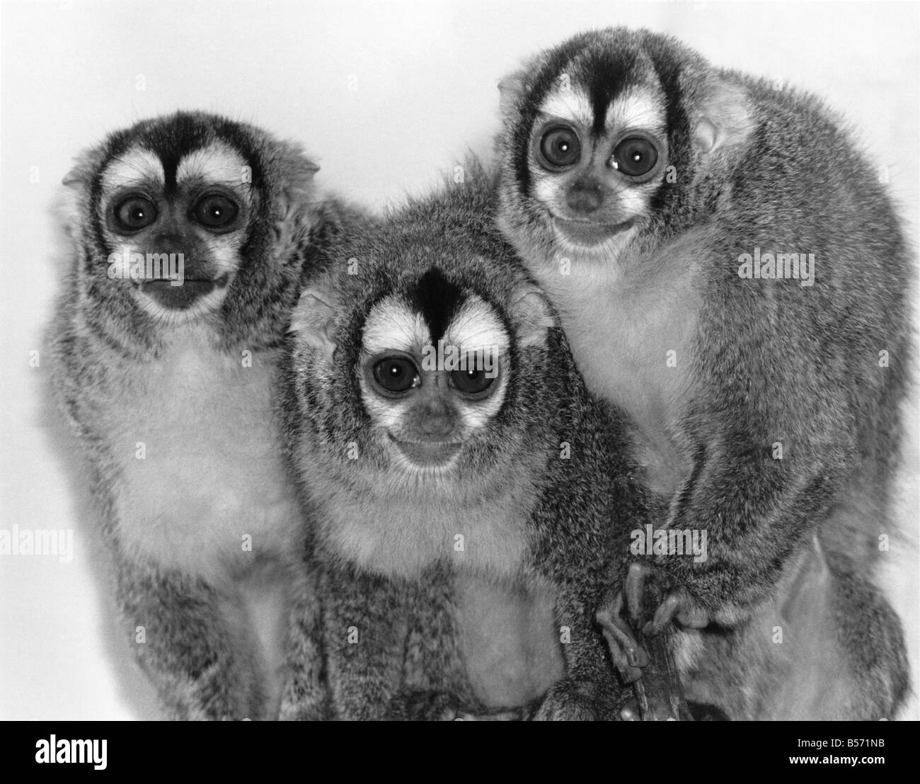 The Douricouli is the only nocturnal monkey in the world. So even if ...
