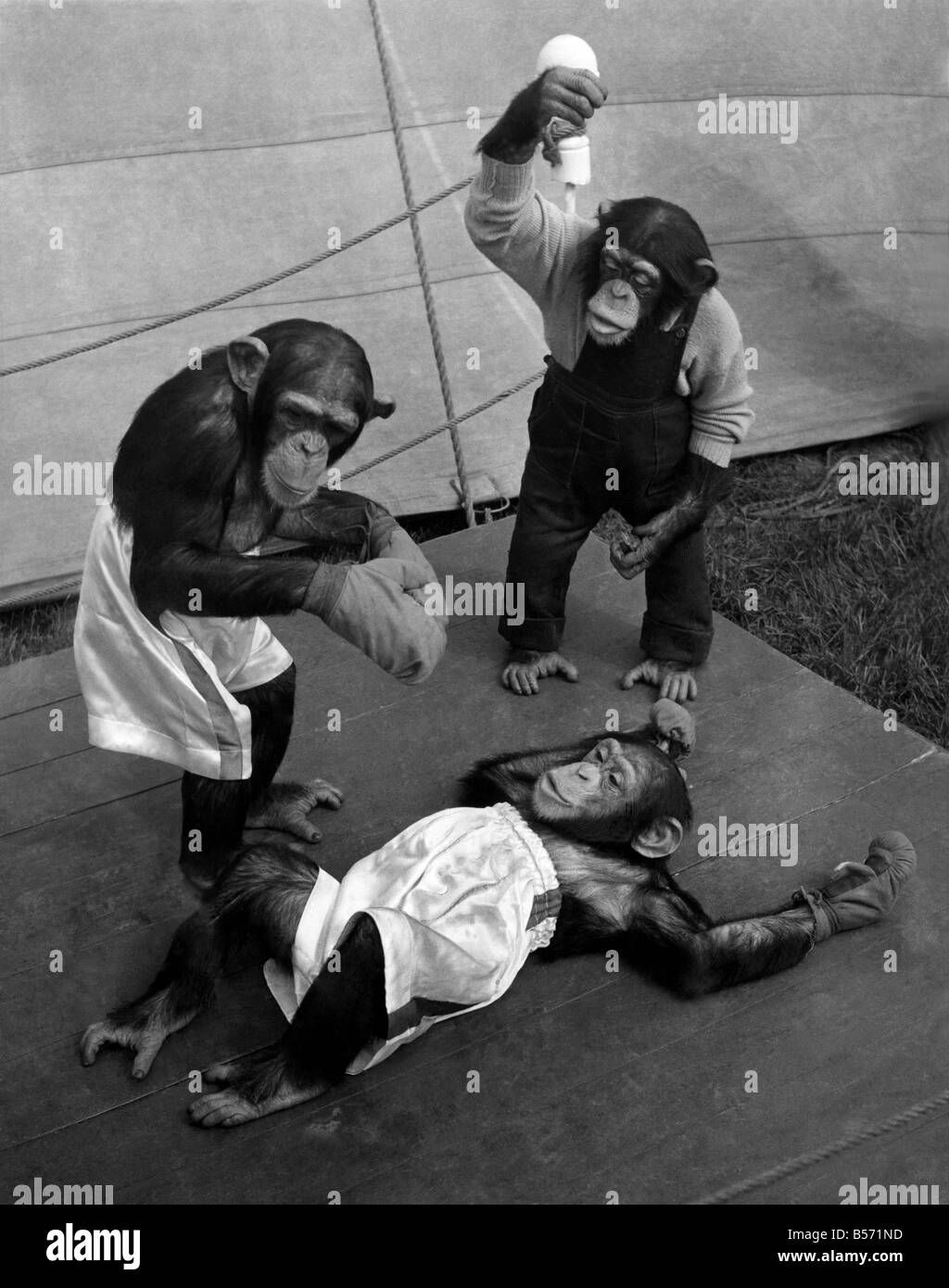 Chimpanzees during a boxing matched watched by the referee, one chimp ...