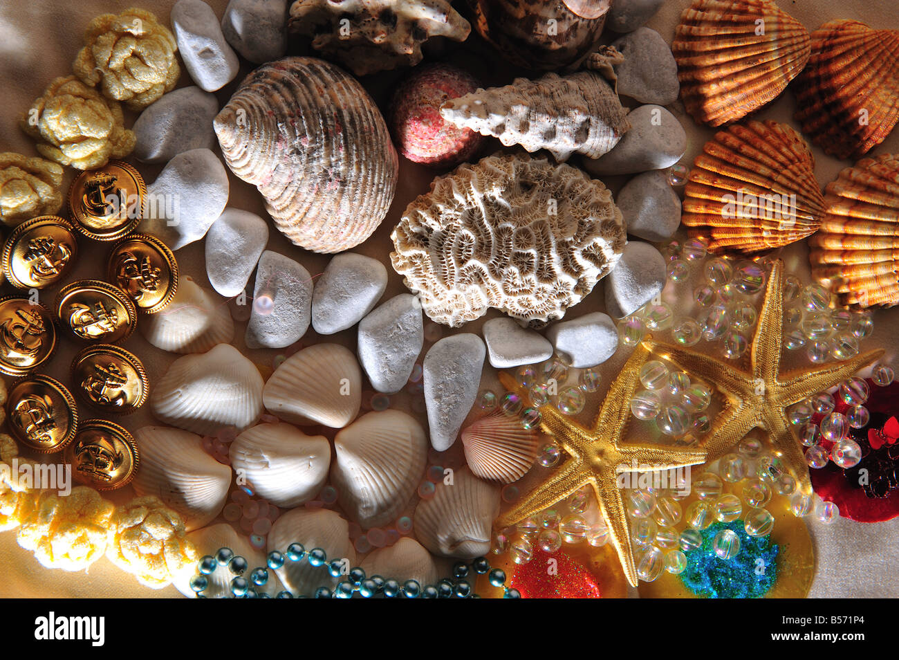 Stil life, stil life of assorted seashells Stock Photo - Alamy