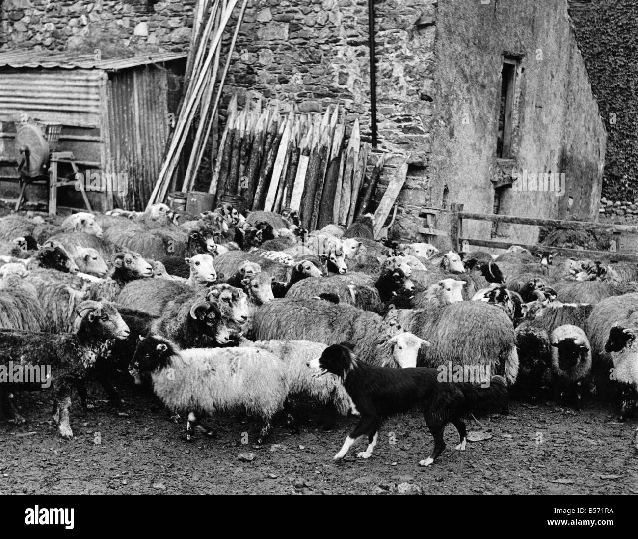 Tess, the cross bred "Collie," typical of the sheep dogs of "Cumberland ...