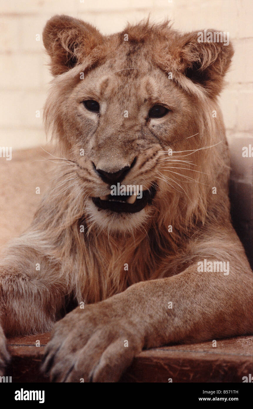 A lioness at a zoo in England. Circa 1992 P004167 Stock Photo - Alamy