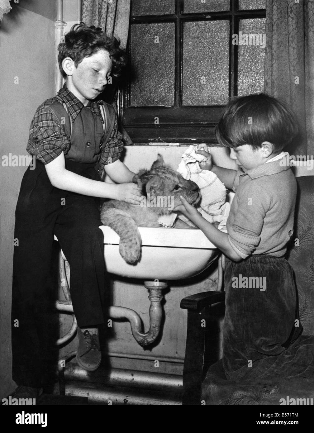 Two young boys washing their pet lion in the bathroom sink and giving ...