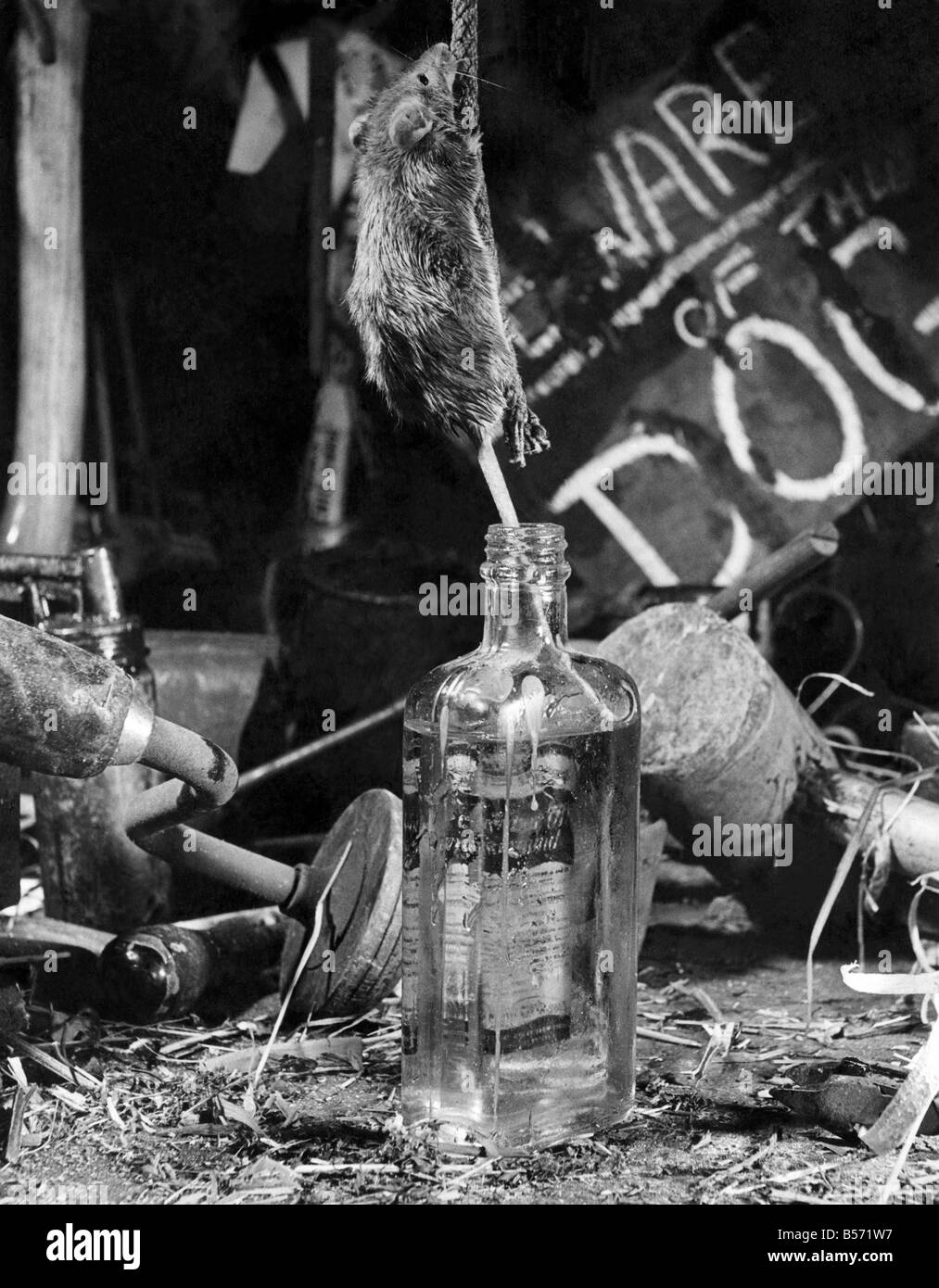 Valuable animals Black and White Stock Photos & Images - Alamy