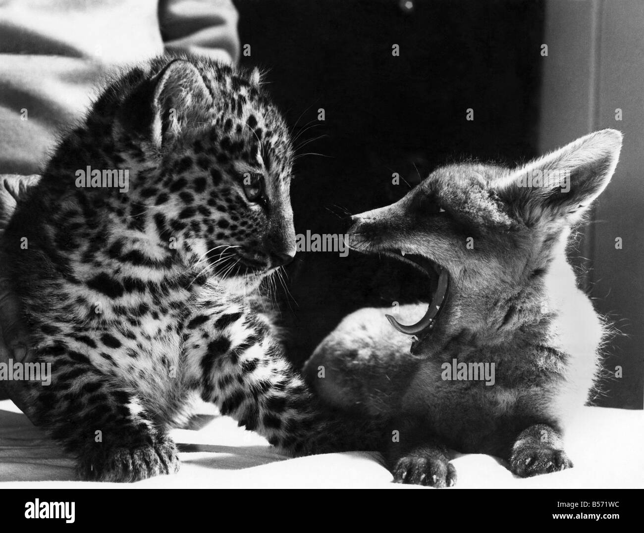 The fox and the tiger Black and White Stock Photos & Images - Alamy