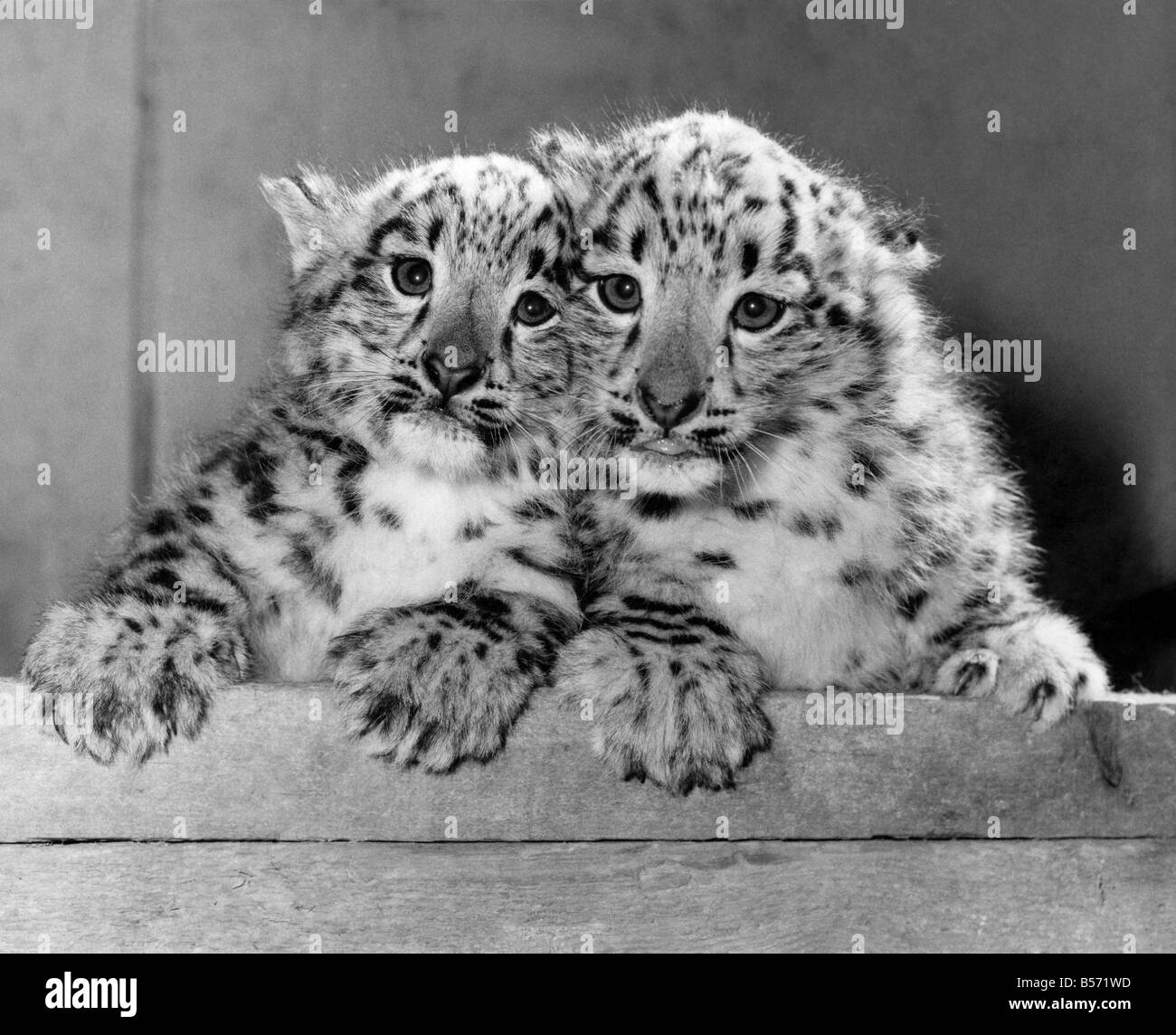 The Arctic weather is no joke - even these twin snow leopards are ...