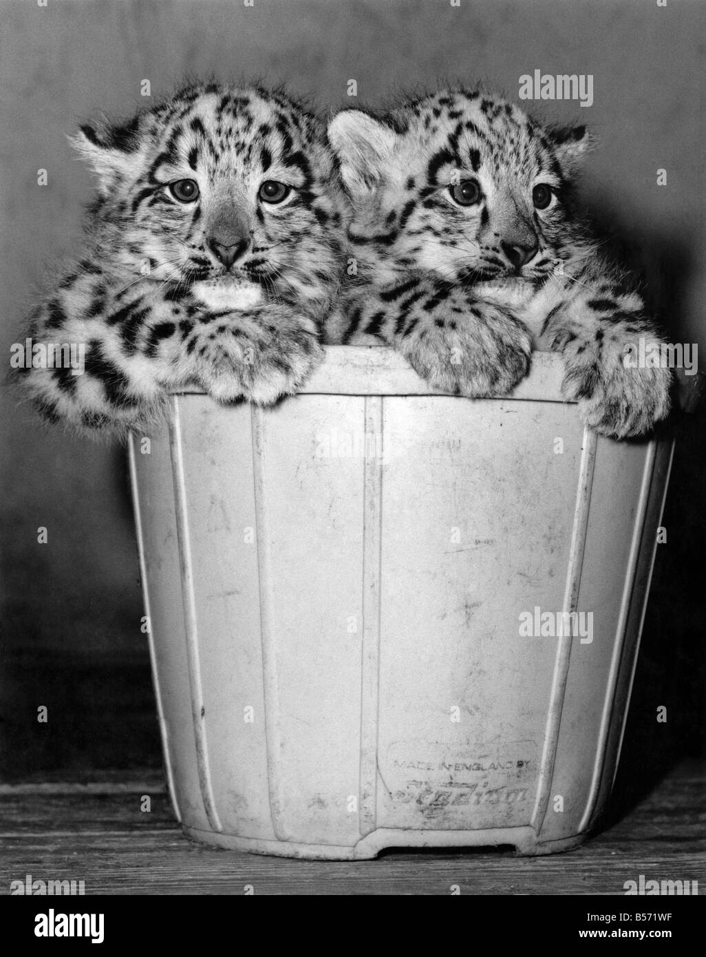 The Arctic weather is no joke - even these twin snow leopards are ...