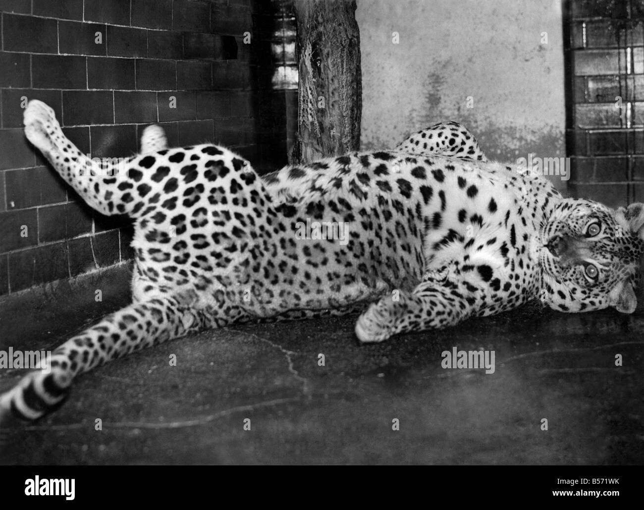 Nora the leopard at the London Zoo is a friendly animal, that is when ...