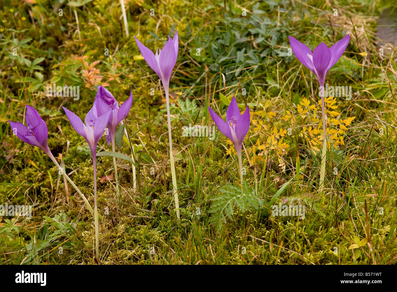 Banaticus crocus romania hi-res stock photography and images - Alamy