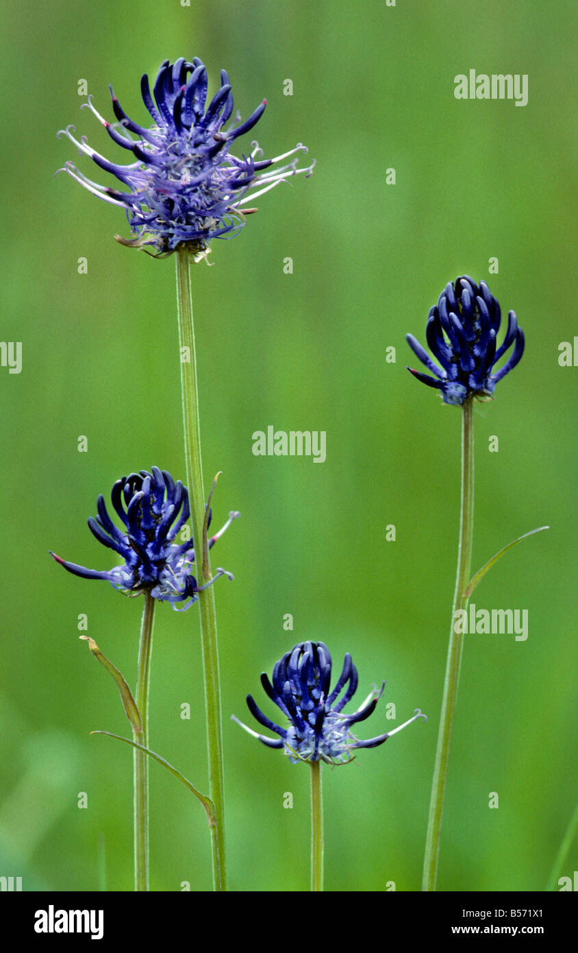 Roundheaded hi-res stock photography and images - Alamy