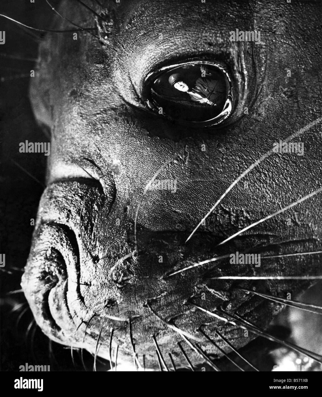 Elephant seals Black and White Stock Photos & Images - Alamy