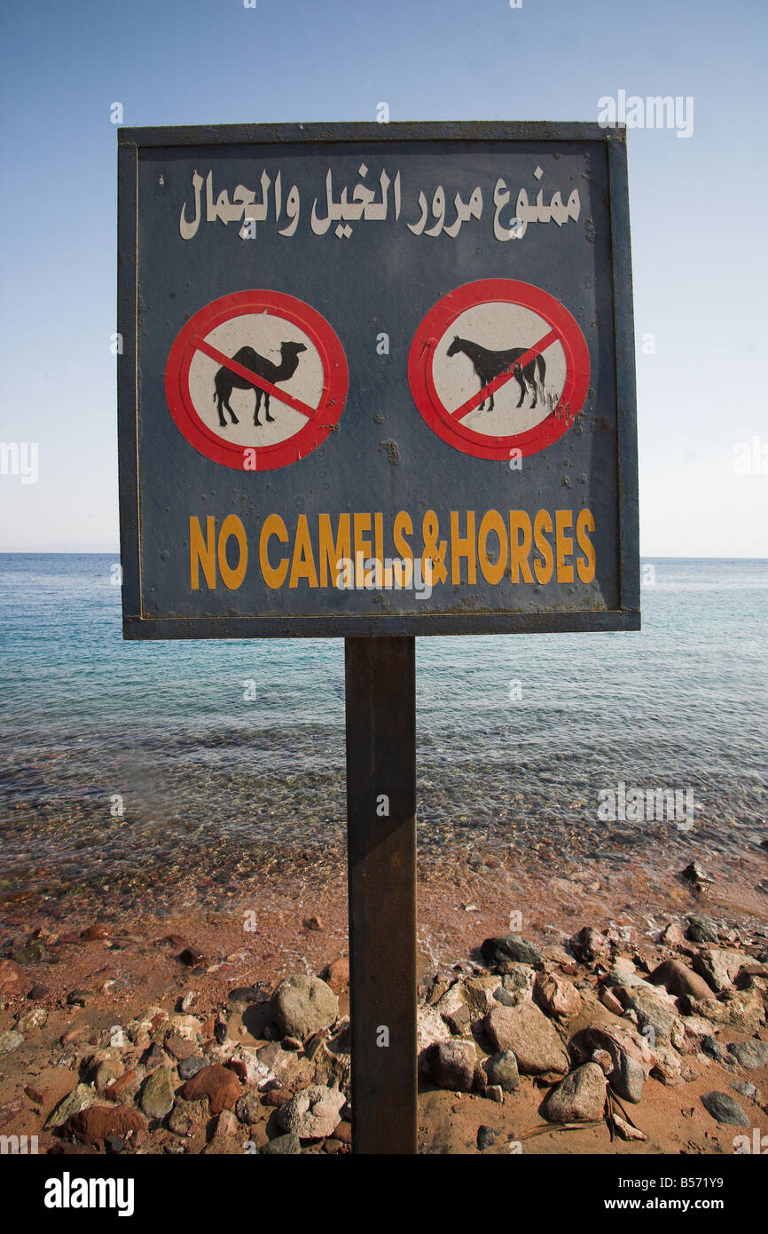 Horses and camels hi-res stock photography and images - Alamy