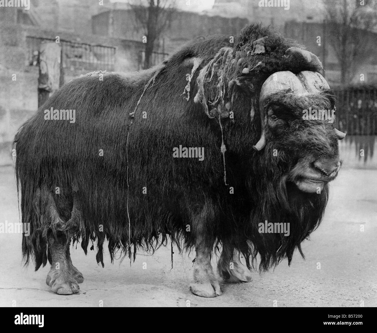 A Musk Ox at a zoo. March 1934 P004230 Stock Photo - Alamy