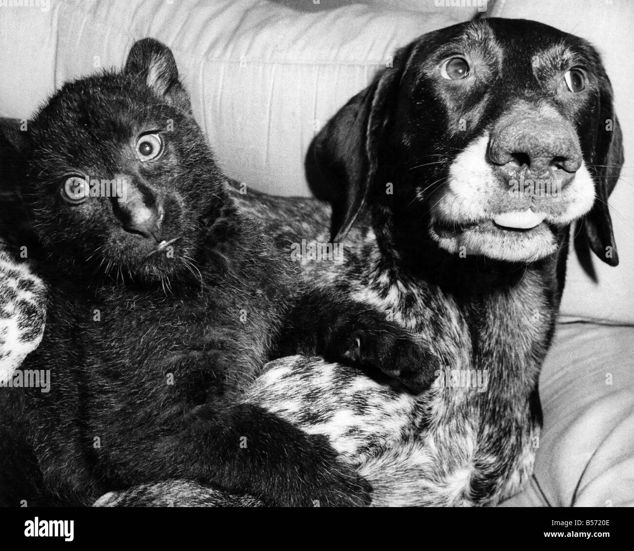 Gulliver the German pointer and Hamish the cat ; A few digs from Harry ...
