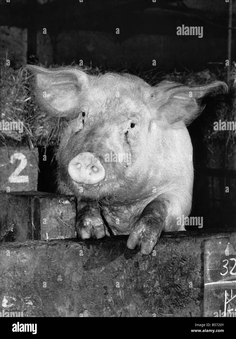 Pigs humour Black and White Stock Photos & Images - Alamy