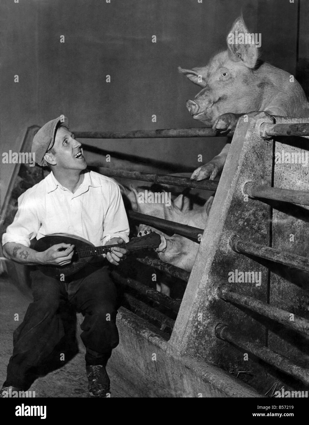 Piggery on a farm hi-res stock photography and images - Alamy