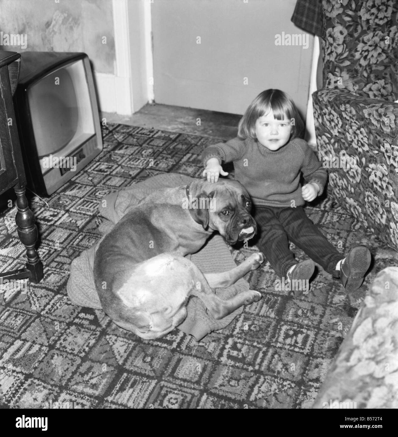 Toby the playful boxer dog content to receive sympathetic attention ...