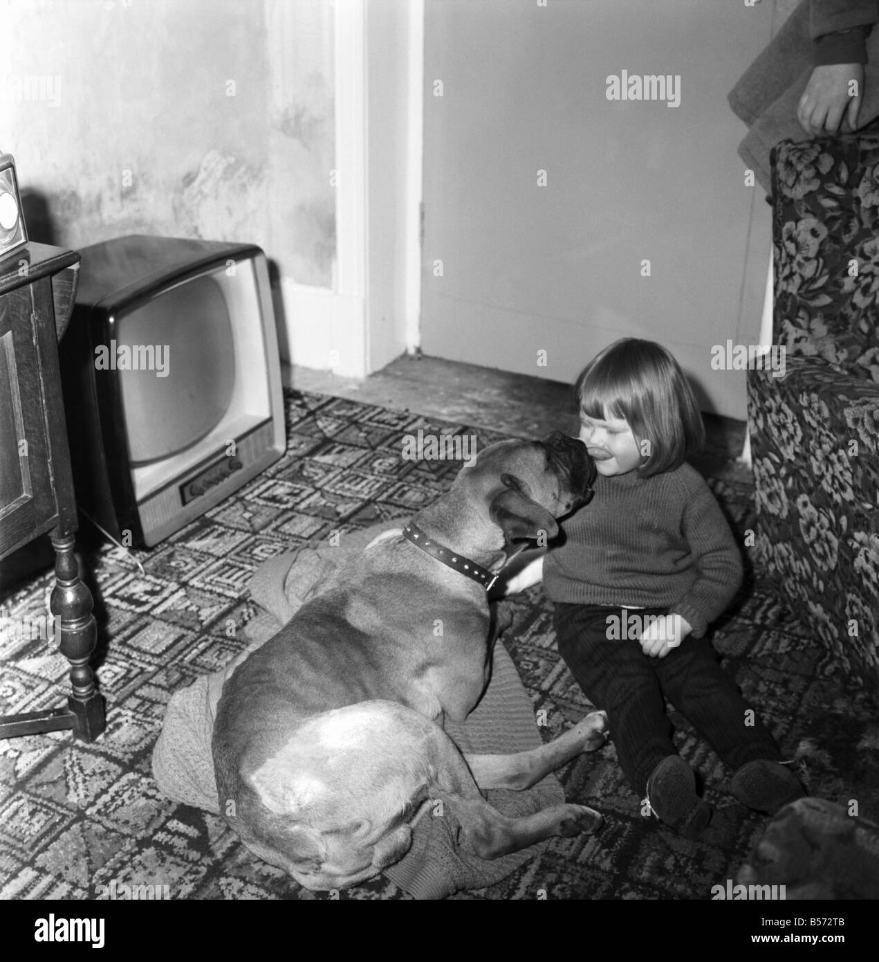 Toby the playful boxer dog content to receive sympathetic attention ...