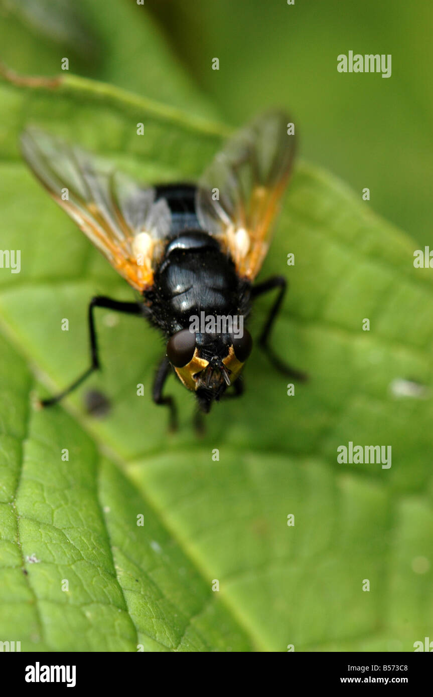A Muscid Fly Stock Photo - Alamy