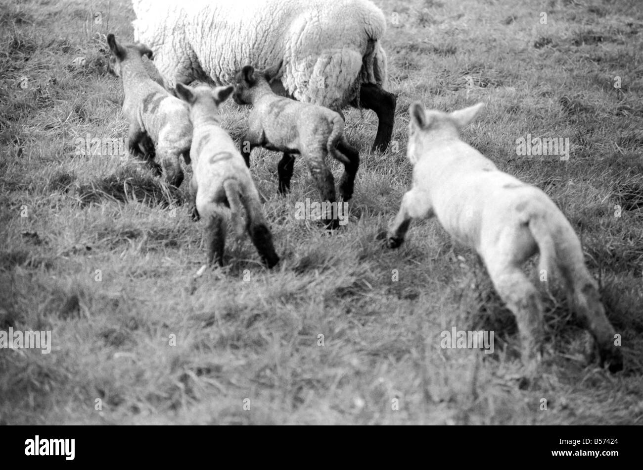 Kent in 1970s Black and White Stock Photos & Images - Alamy